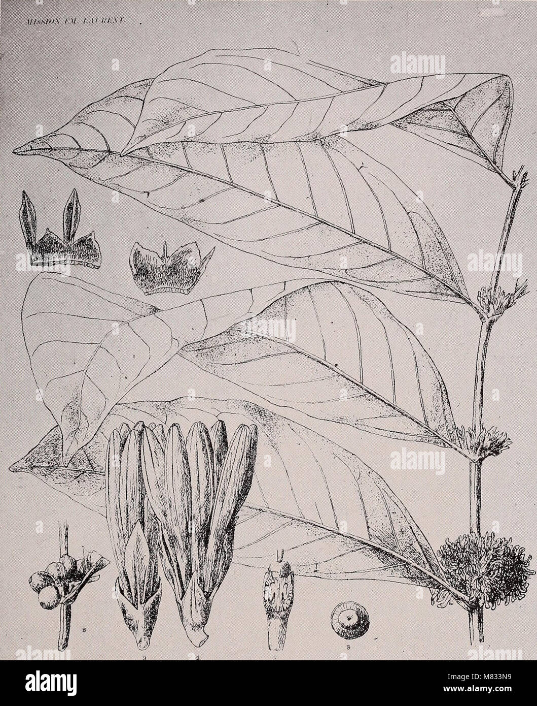 Coffee - a monograph of the economic species of the genus Coffea L ...