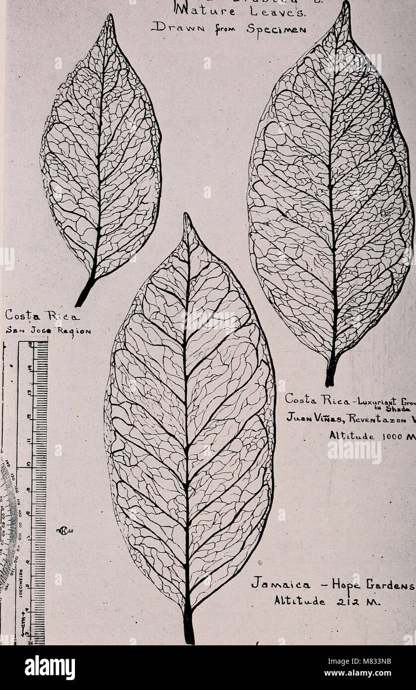 Coffee - a monograph of the economic species of the genus Coffea L ...