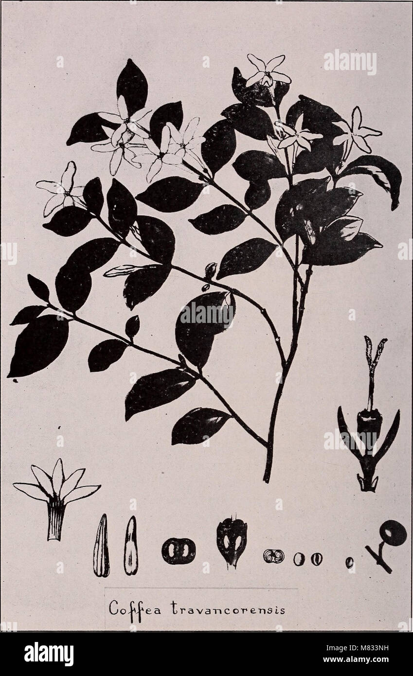 This monograph from 1925 focuses on the economic species of the genus ...