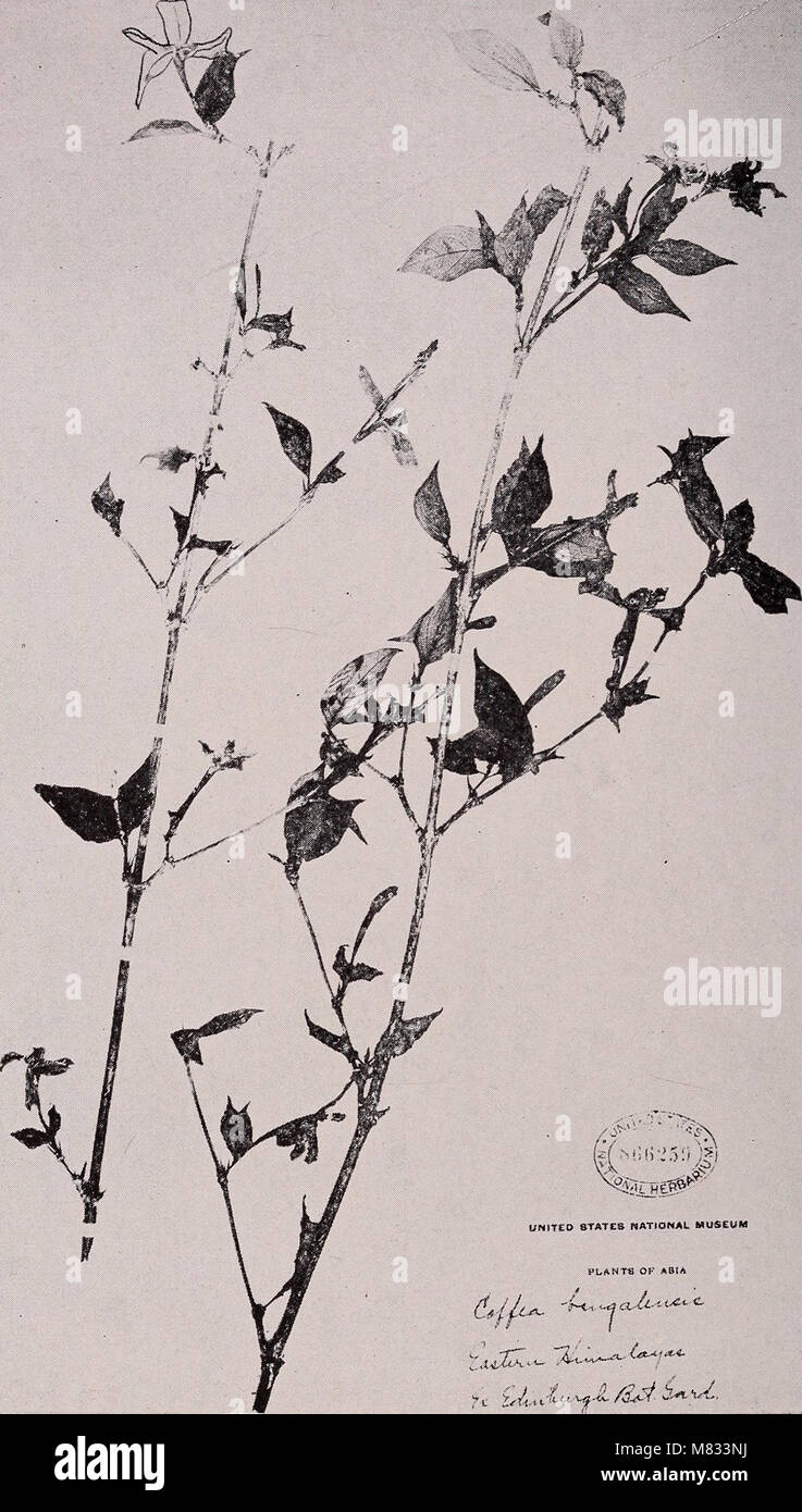 This 1925 monograph explores the economic species of the genus Coffea ...