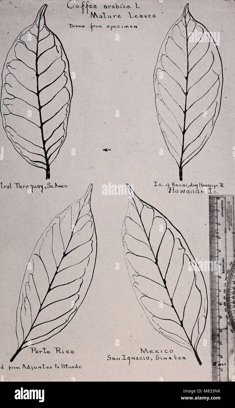 A 1925 monograph examining the economic species of the genus Coffea ...