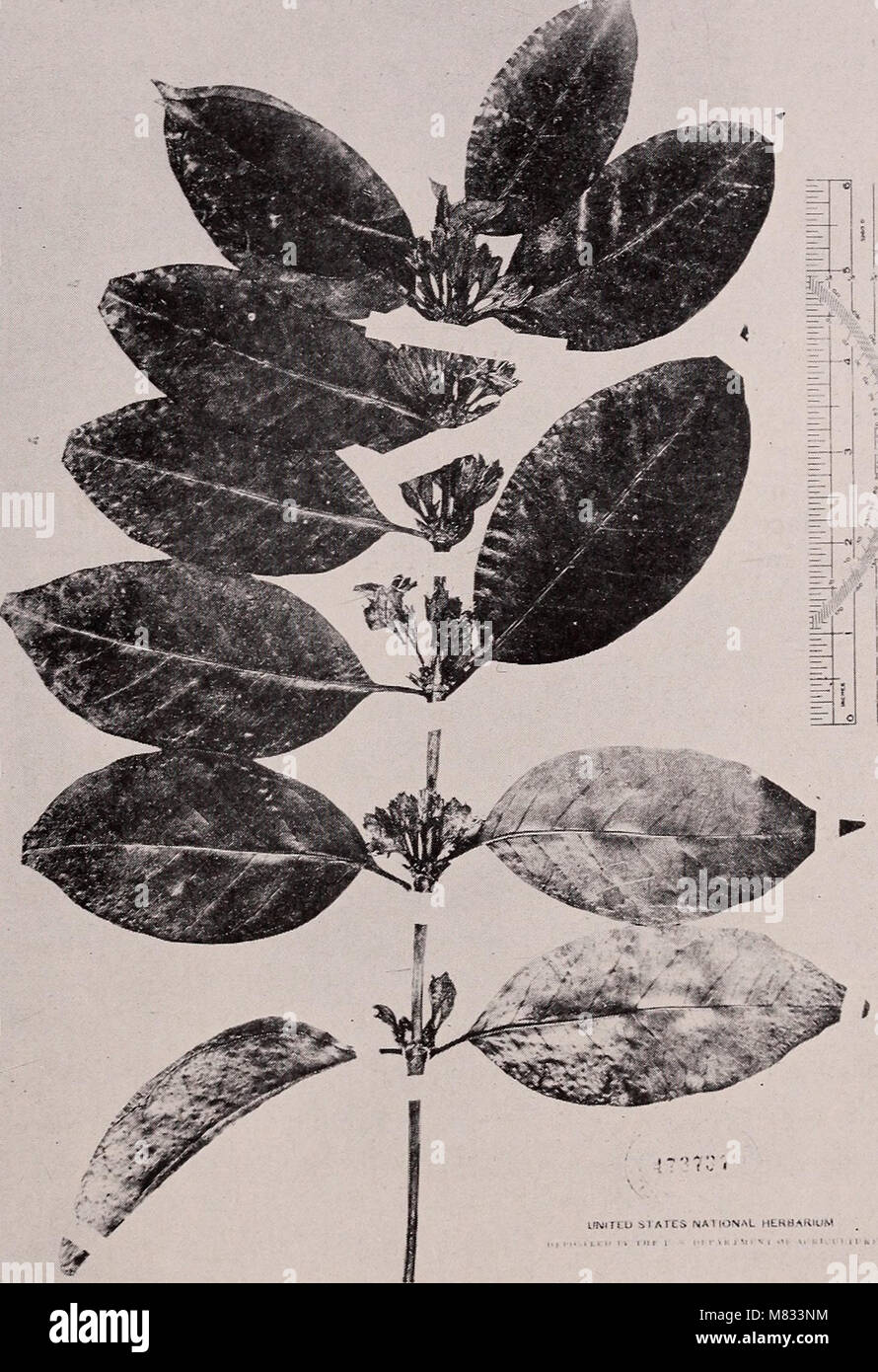 This 1925 monograph focuses on the economic species of the genus Coffea ...