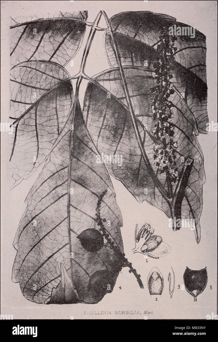 Coffee - a monograph of the economic species of the genus Coffea L ...