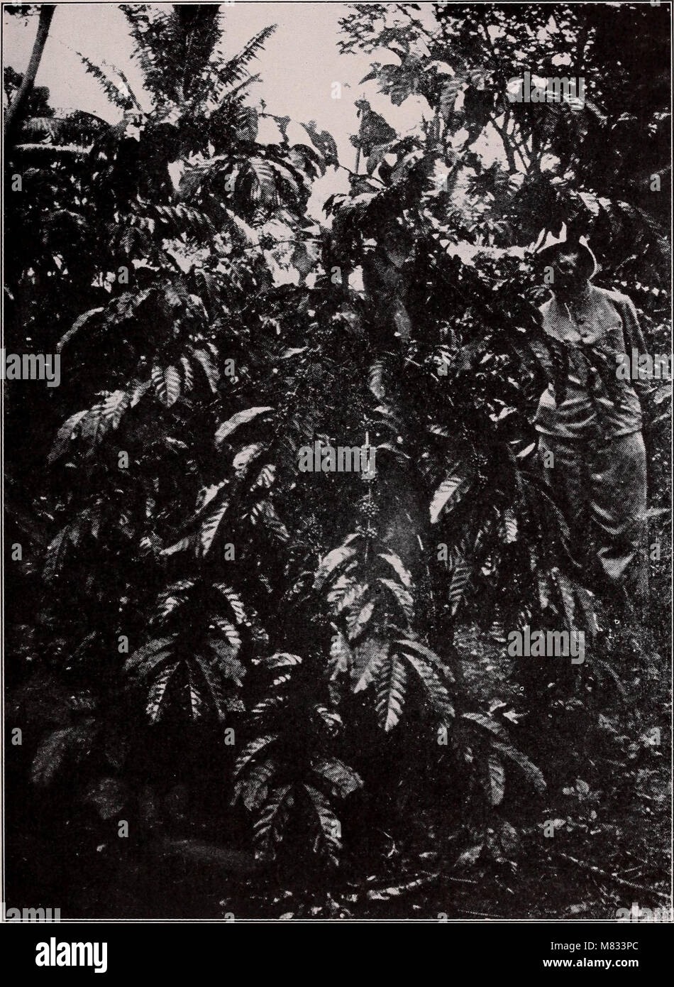 Coffee - a monograph of the economic species of the genus Coffea L ...