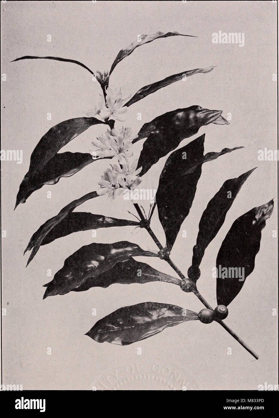 This 1925 monograph provides an in-depth study of the economic species ...