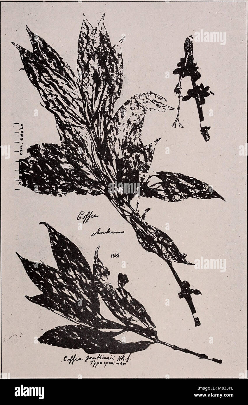 'Coffee: A Monograph of the Economic Species of the Genus Coffea L ...