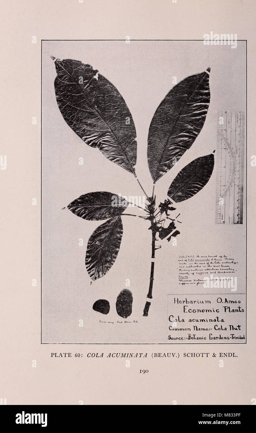 Coffee - a monograph of the economic species of the genus Coffea L ...