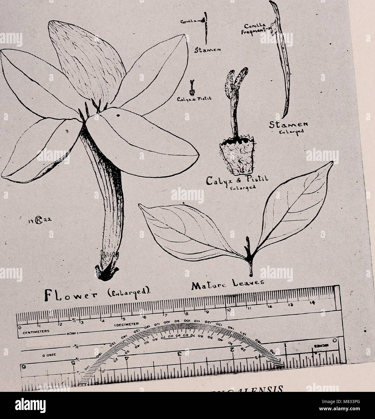 Coffee - a monograph of the economic species of the genus Coffea L ...