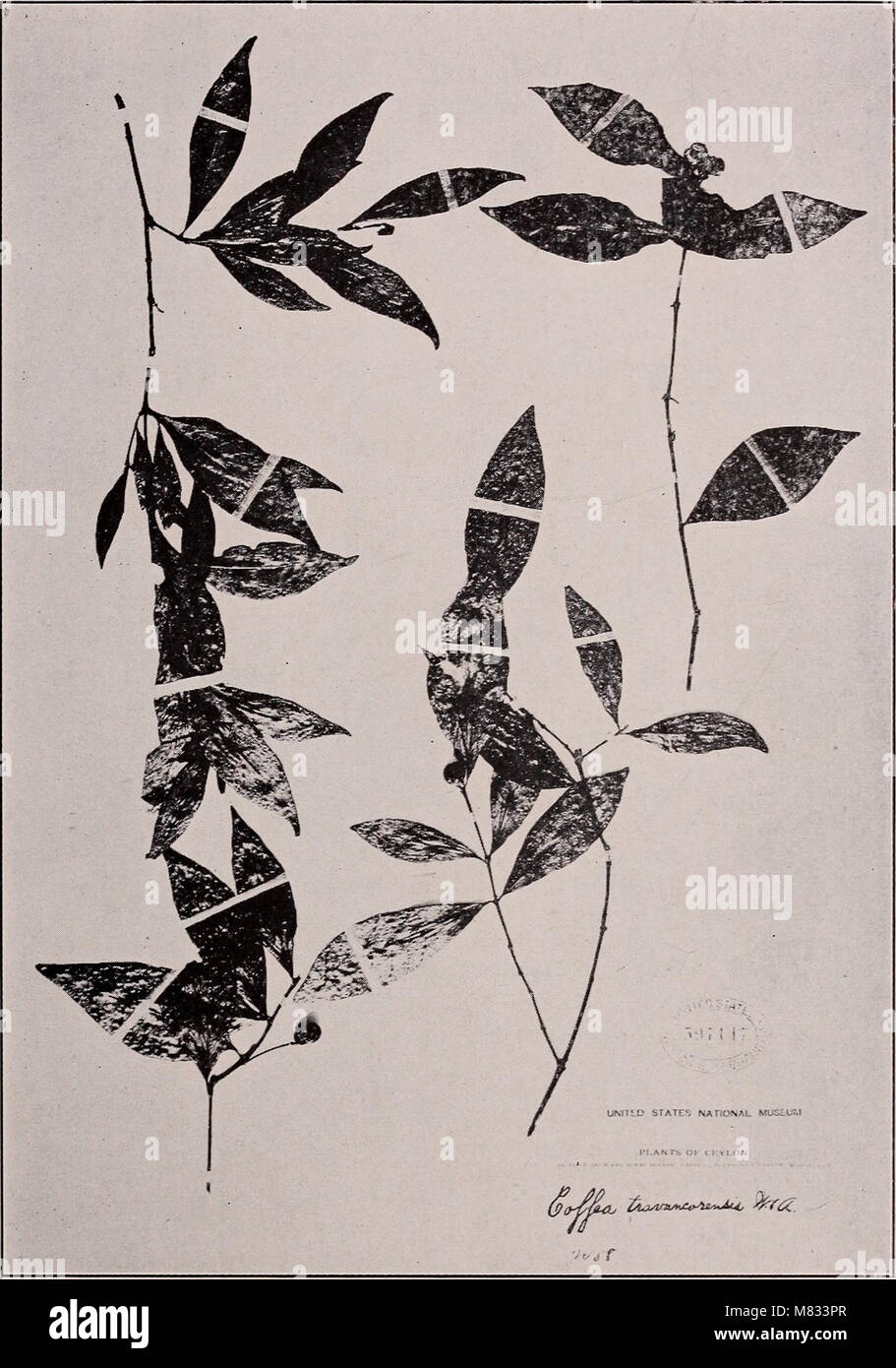 Coffee - a monograph of the economic species of the genus Coffea L ...