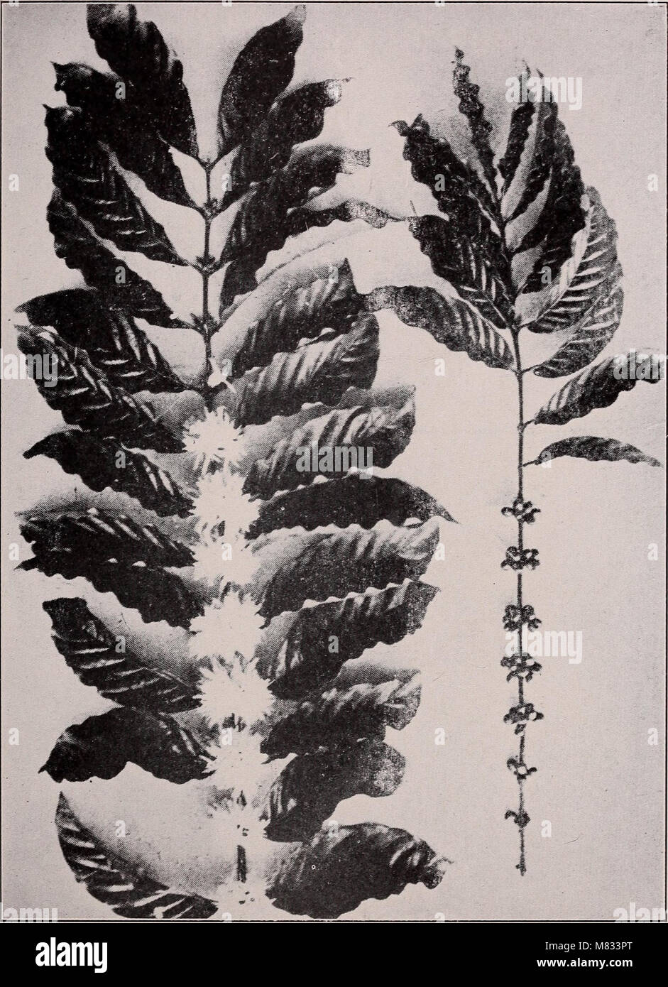 Coffee - a monograph of the economic species of the genus Coffea L ...
