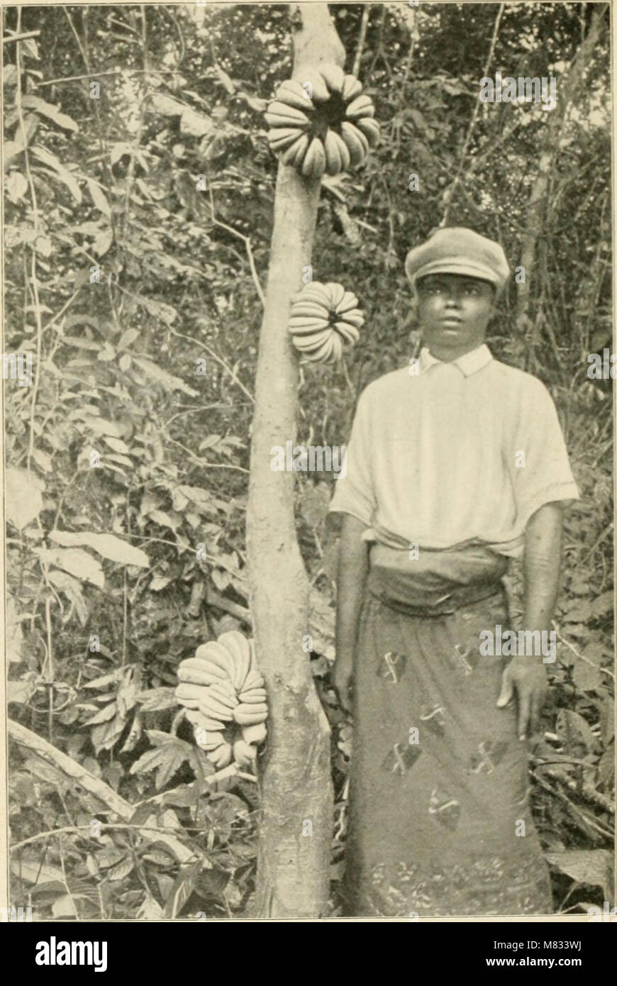 Cola chlamydantha, c. 1910 Stock Photo - Alamy