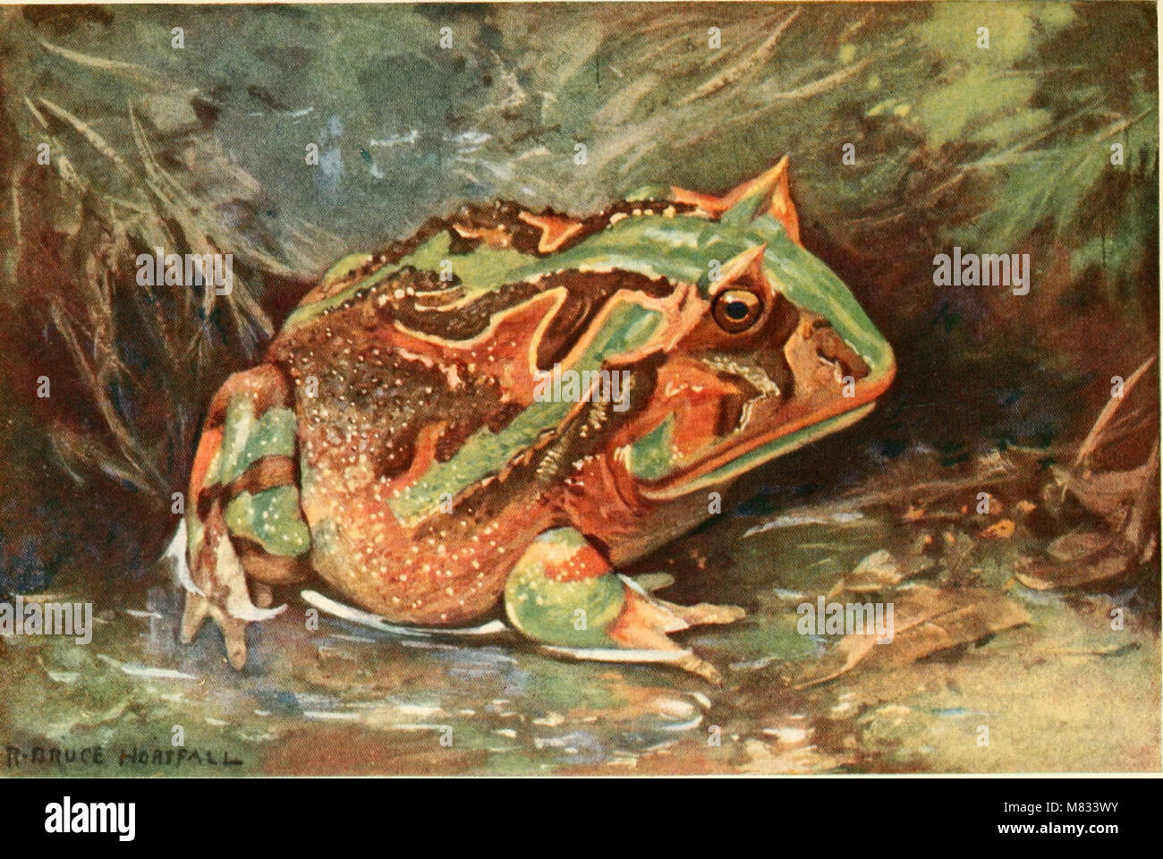 This 1930 publication focuses on cold-blooded vertebrates, specifically ...