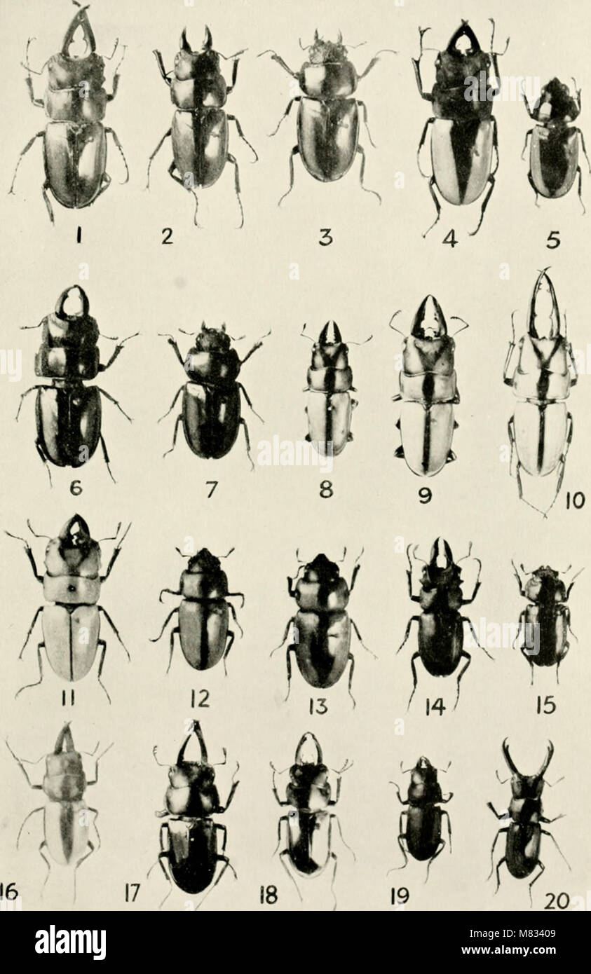 'Coleoptera - Lamellicornia' (1910) is a detailed study of the suborder ...
