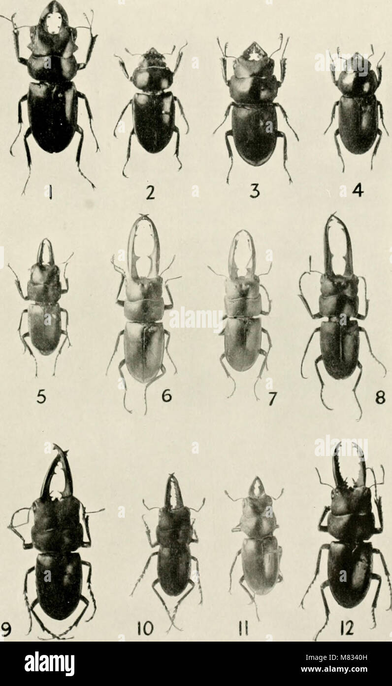 This work focuses on the study of Coleoptera from the Lamellicornia ...