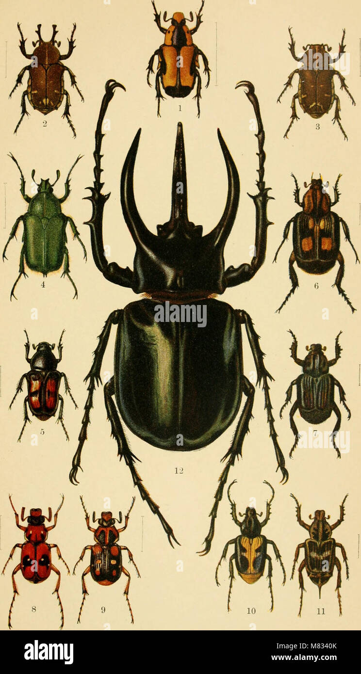 Coleoptera lamellicornia hi-res stock photography and images - Alamy