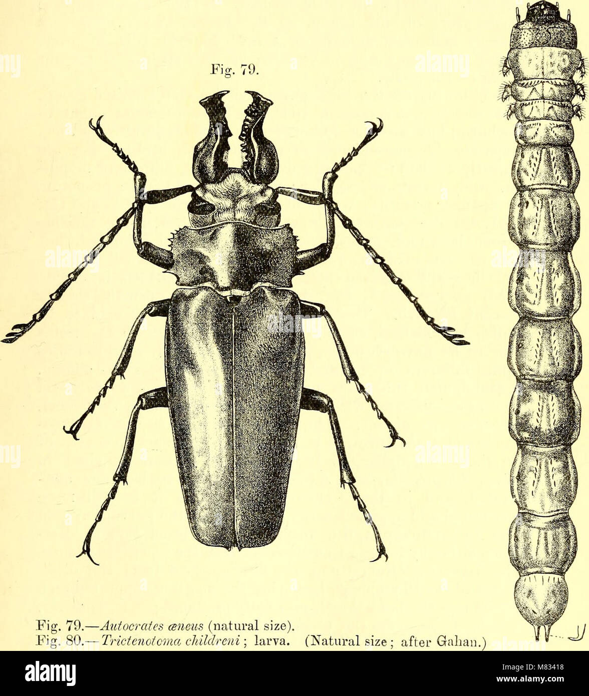 Coleoptera - general introduction and Cicindelidae and Paussidae (1912 ...