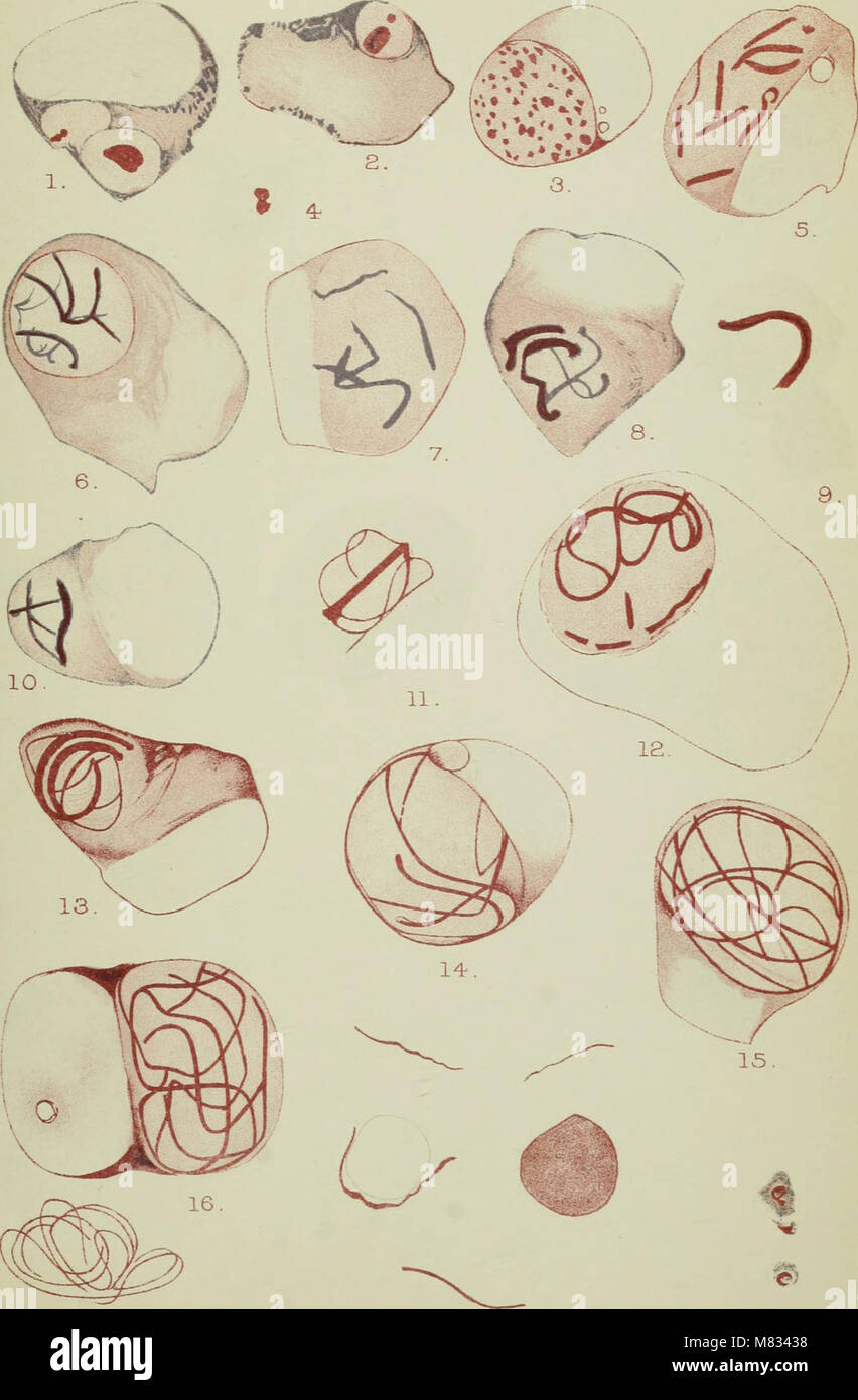 This 1904 collection of scientific papers presents research across ...