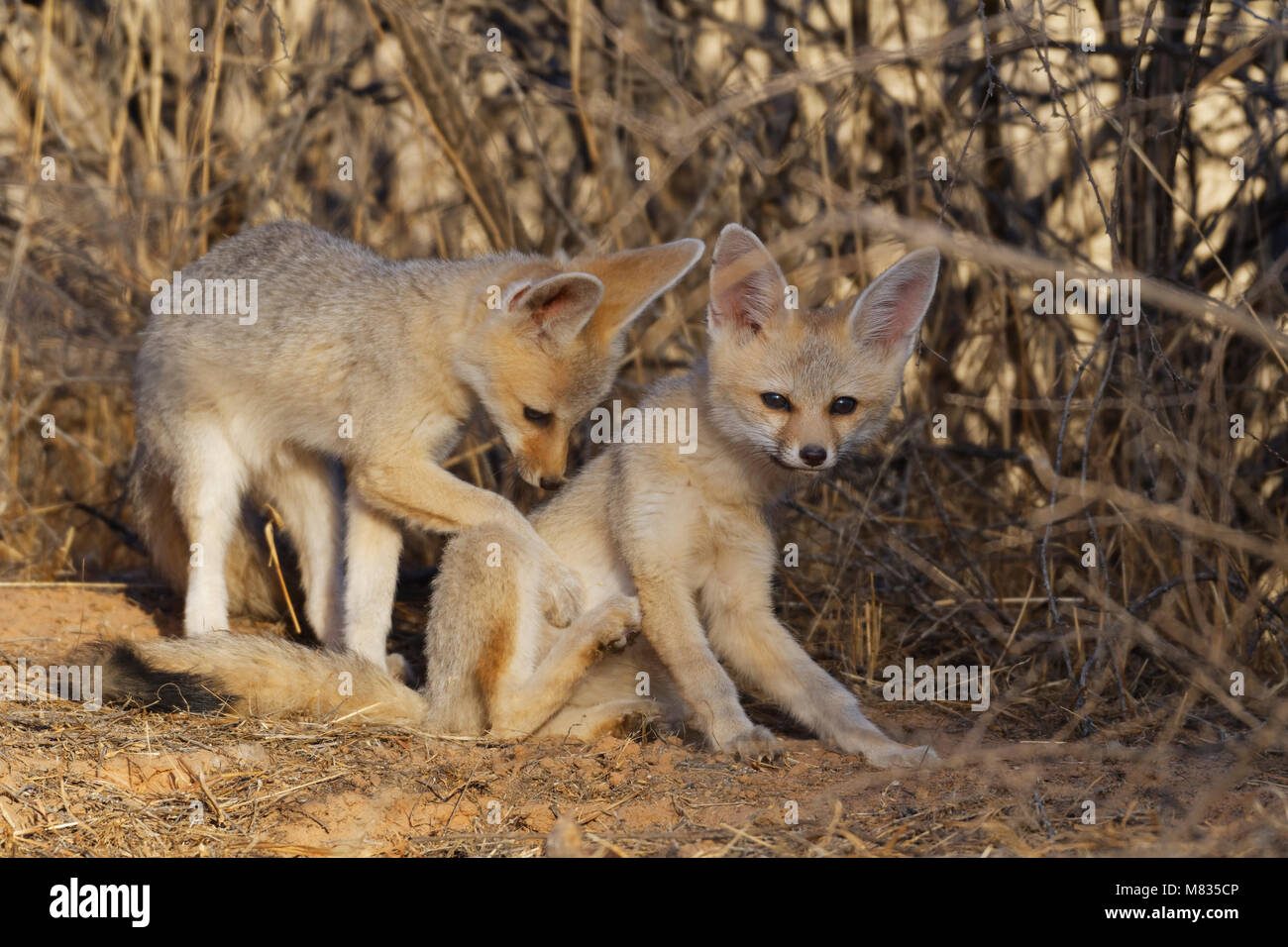 Cape foxes (Vulpes chama), two young at den, early in the morning ...