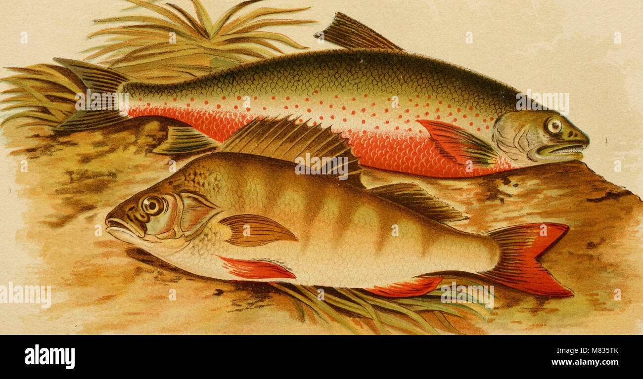 This 1886 study examines the various forms of coloration in animals and ...