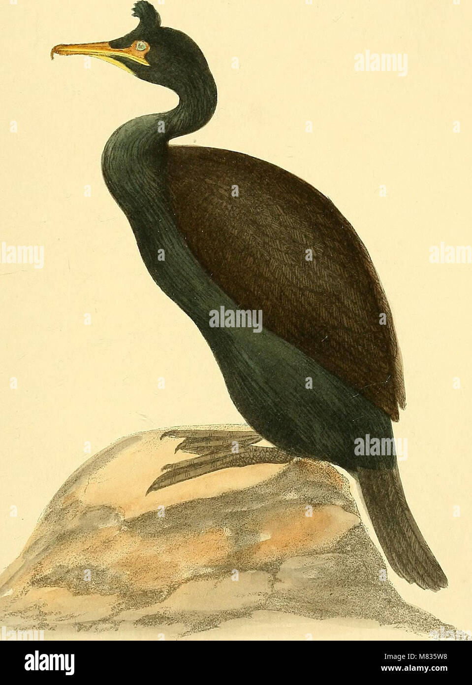 This 1842 work contains colored illustrations of British birds and ...