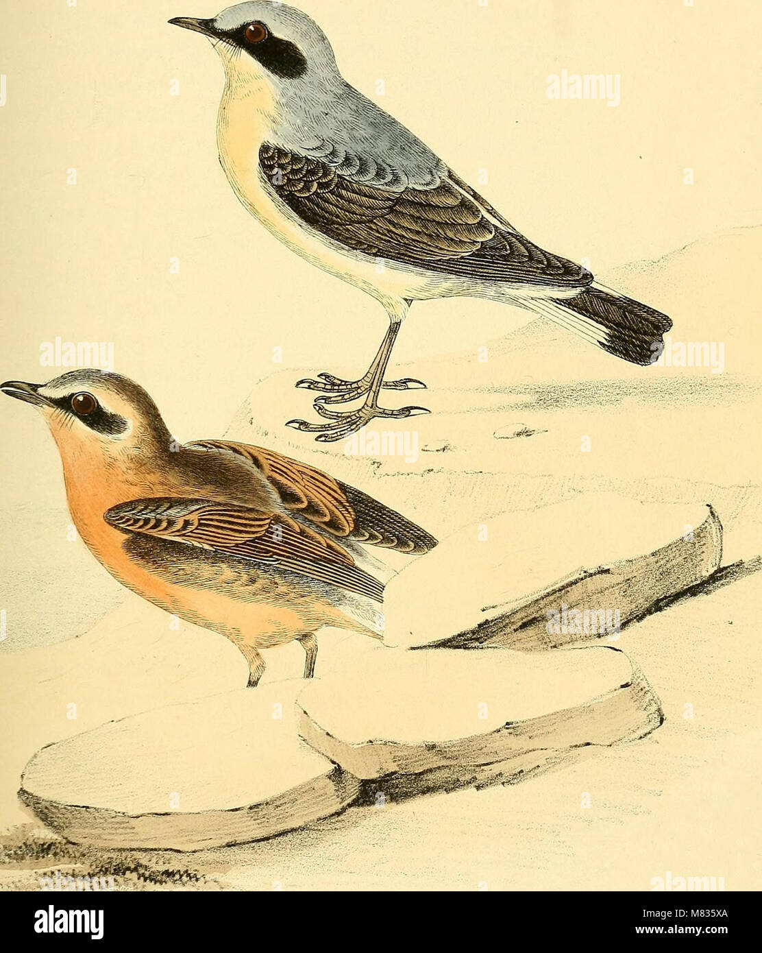 The 1844 work 'Coloured Illustrations of British Birds and Their Eggs ...