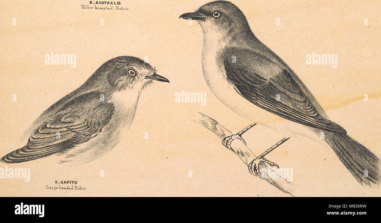 Companion to Gould's Handbook; or, Synopsis of the birds of Australia ...