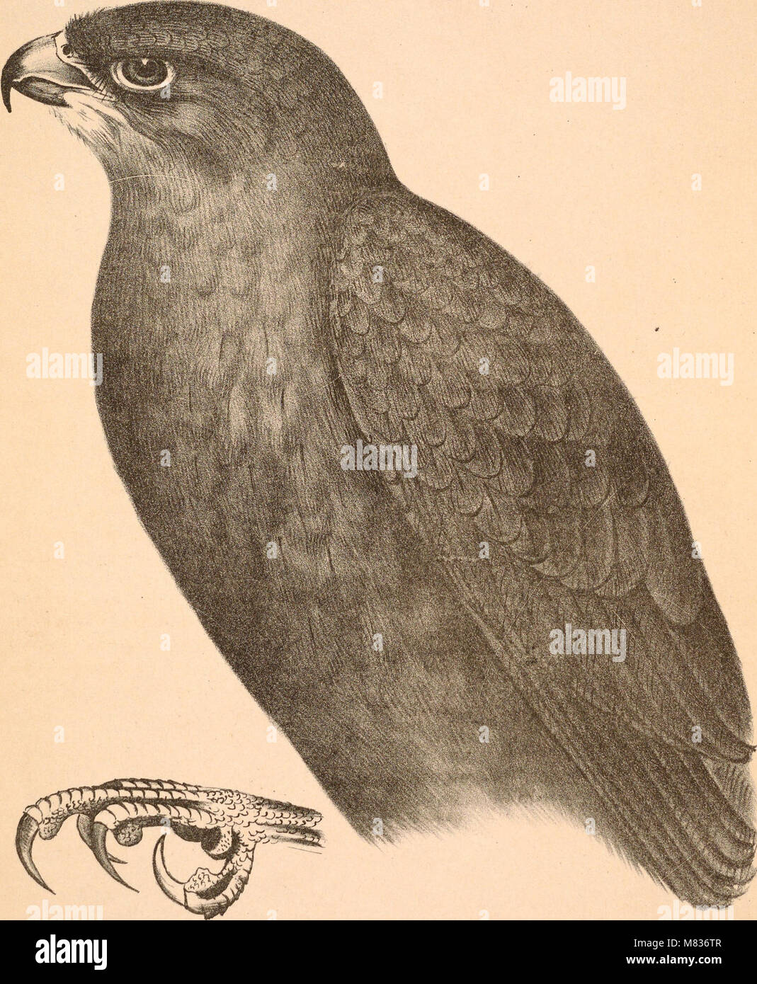 This work provides a comprehensive synopsis of approximately 220 bird ...