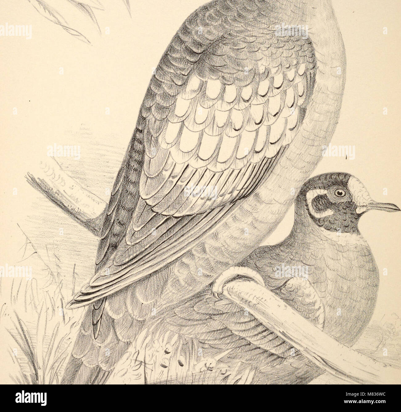 Companion to Gould's Handbook; or, Synopsis of the birds of Australia ...