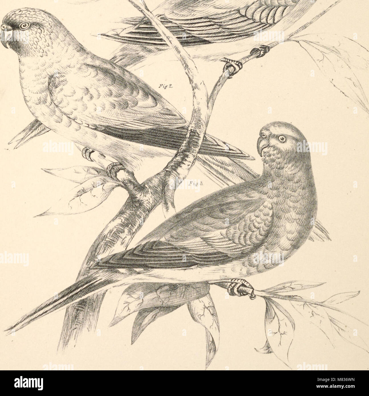 Companion to Gould's Handbook; or, Synopsis of the birds of Australia ...