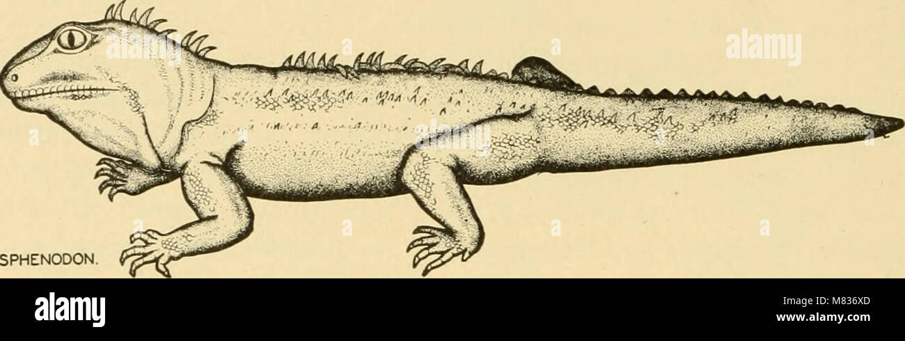'Comparative Anatomy' (1936) is a detailed study of the anatomical ...