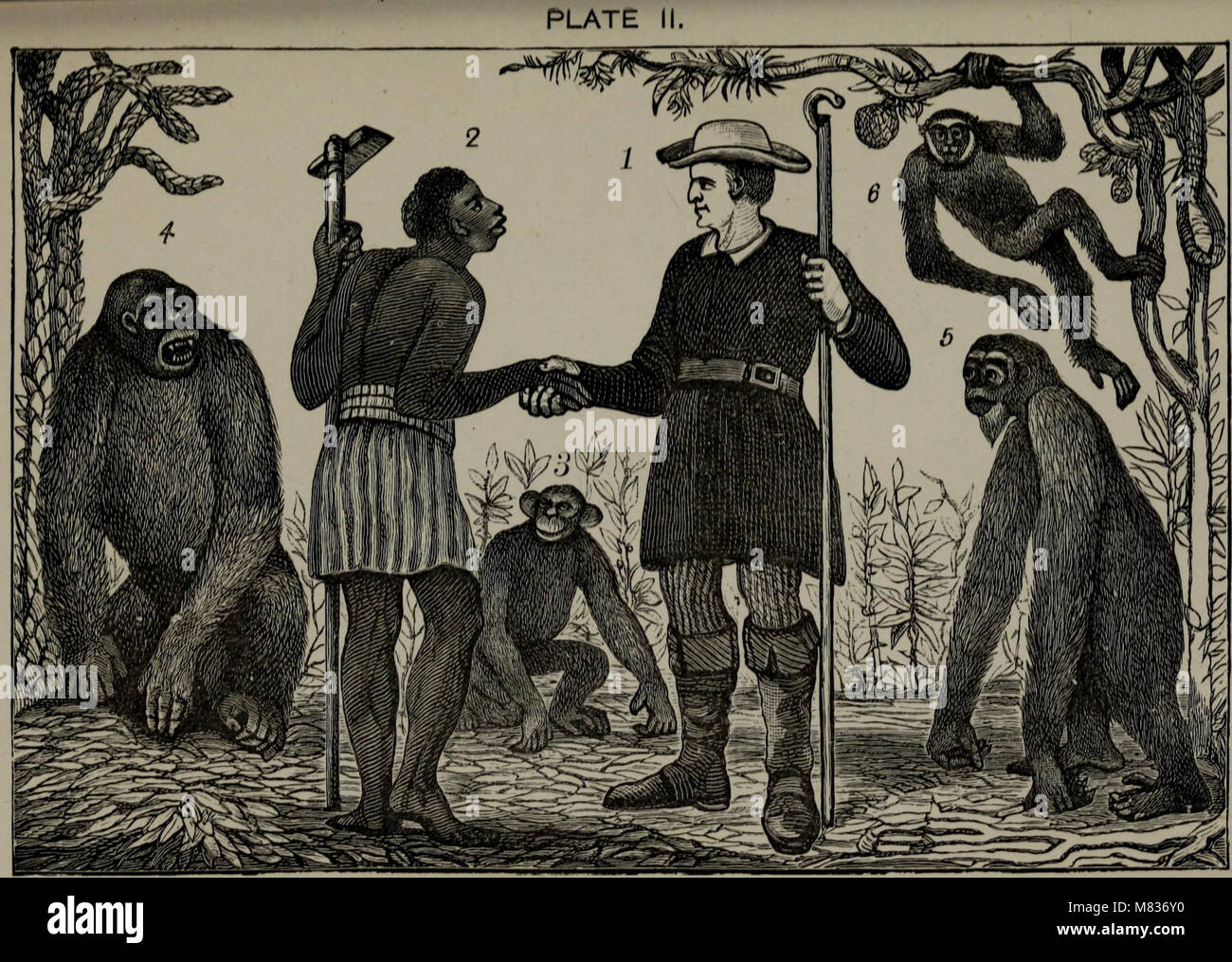 This 1883 work explores the application of comparative anatomy to ...