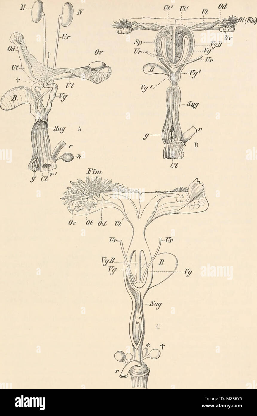 Comparative anatomy of vertebrates hi-res stock photography and images ...