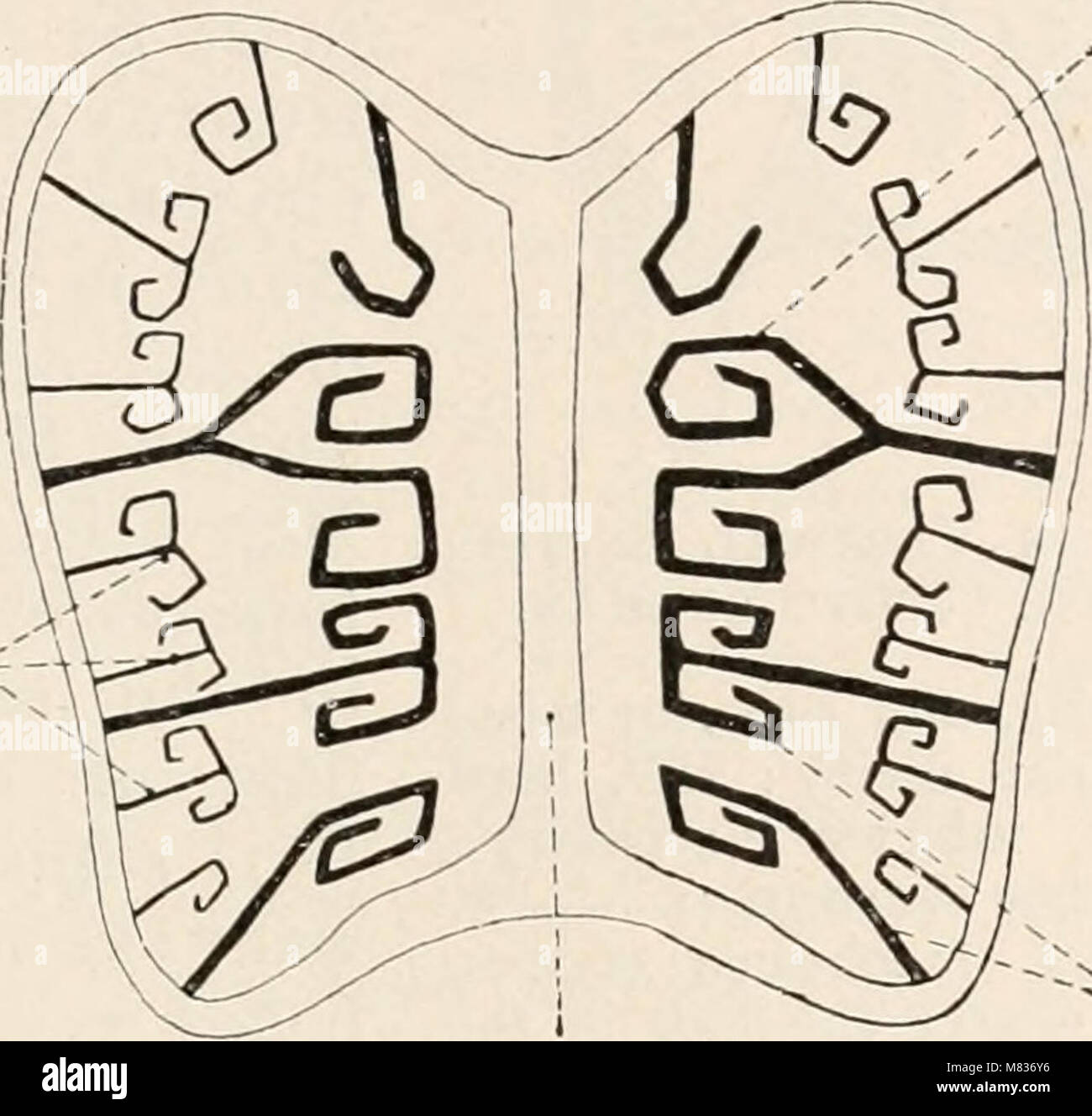 The 1907 work on comparative anatomy examines the physical structure ...