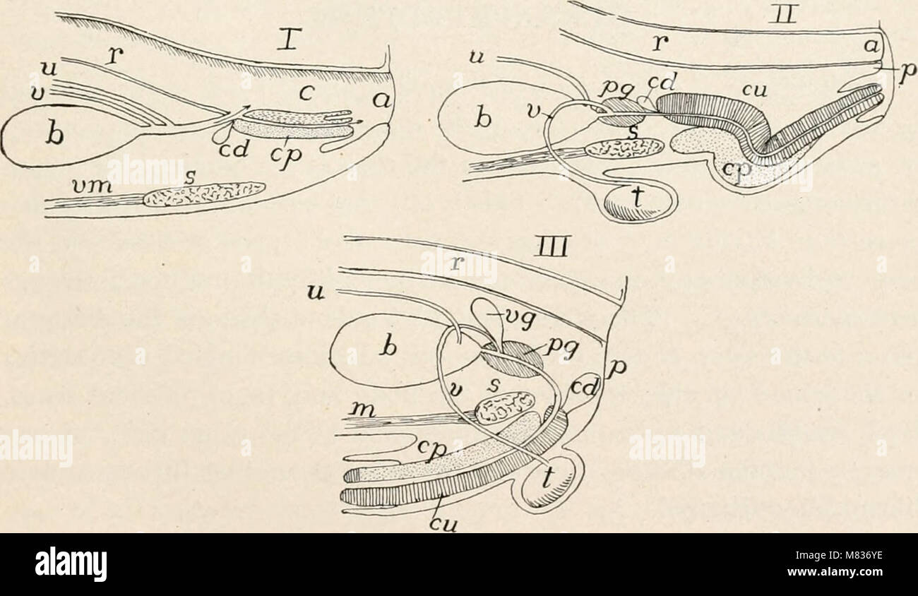 Comparative anatomy of vertebrates (1912) (20481863468 Stock Photo - Alamy