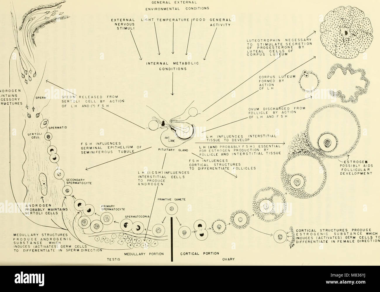 This 1953 work on comparative embryology of vertebrates includes 2057 ...