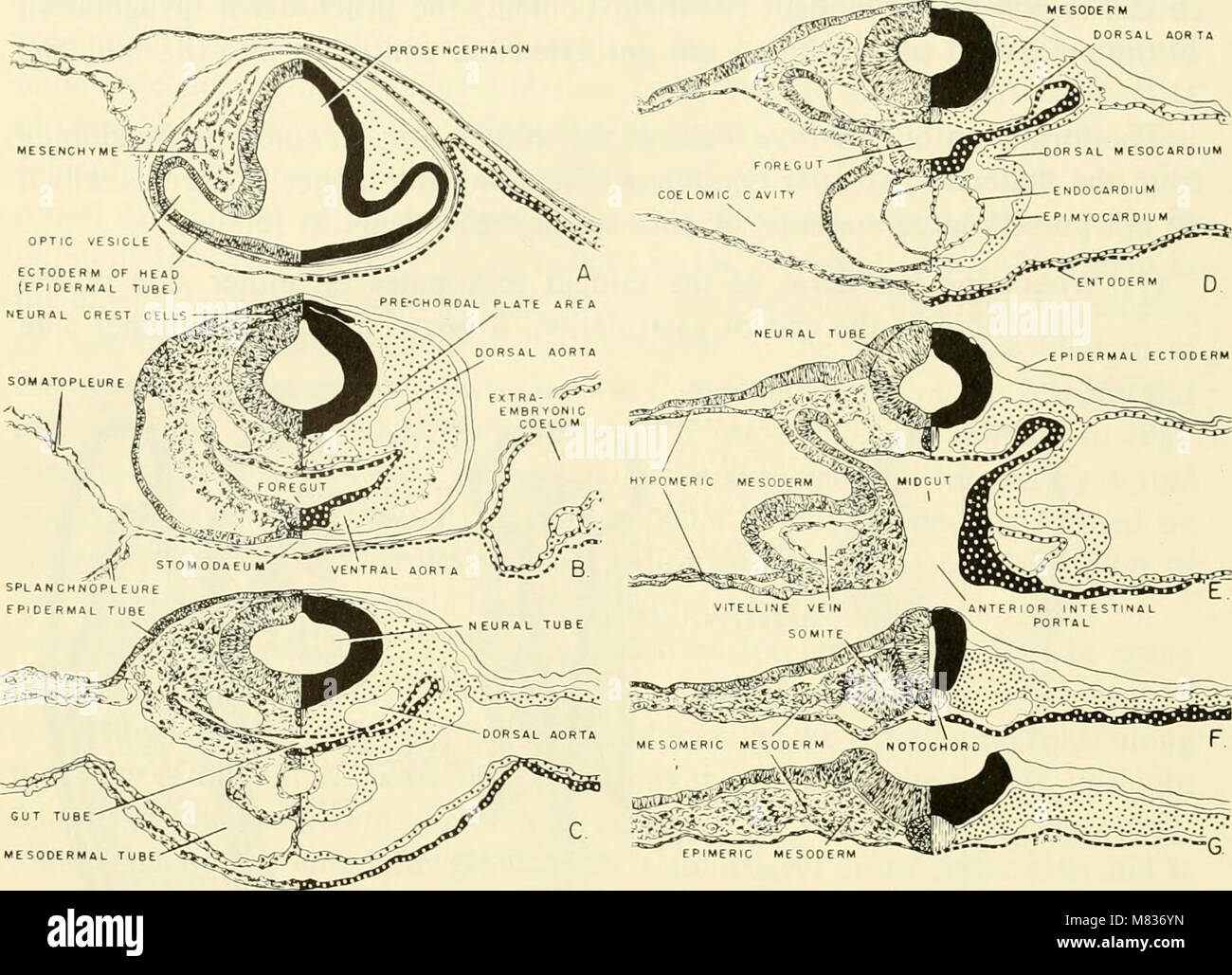 Comparative embryology of the vertebrates; with 2057 drawings and ...