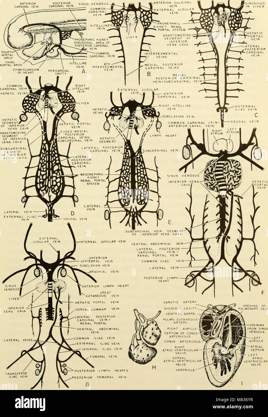 This 1953 work focuses on the comparative study of vertebrate ...