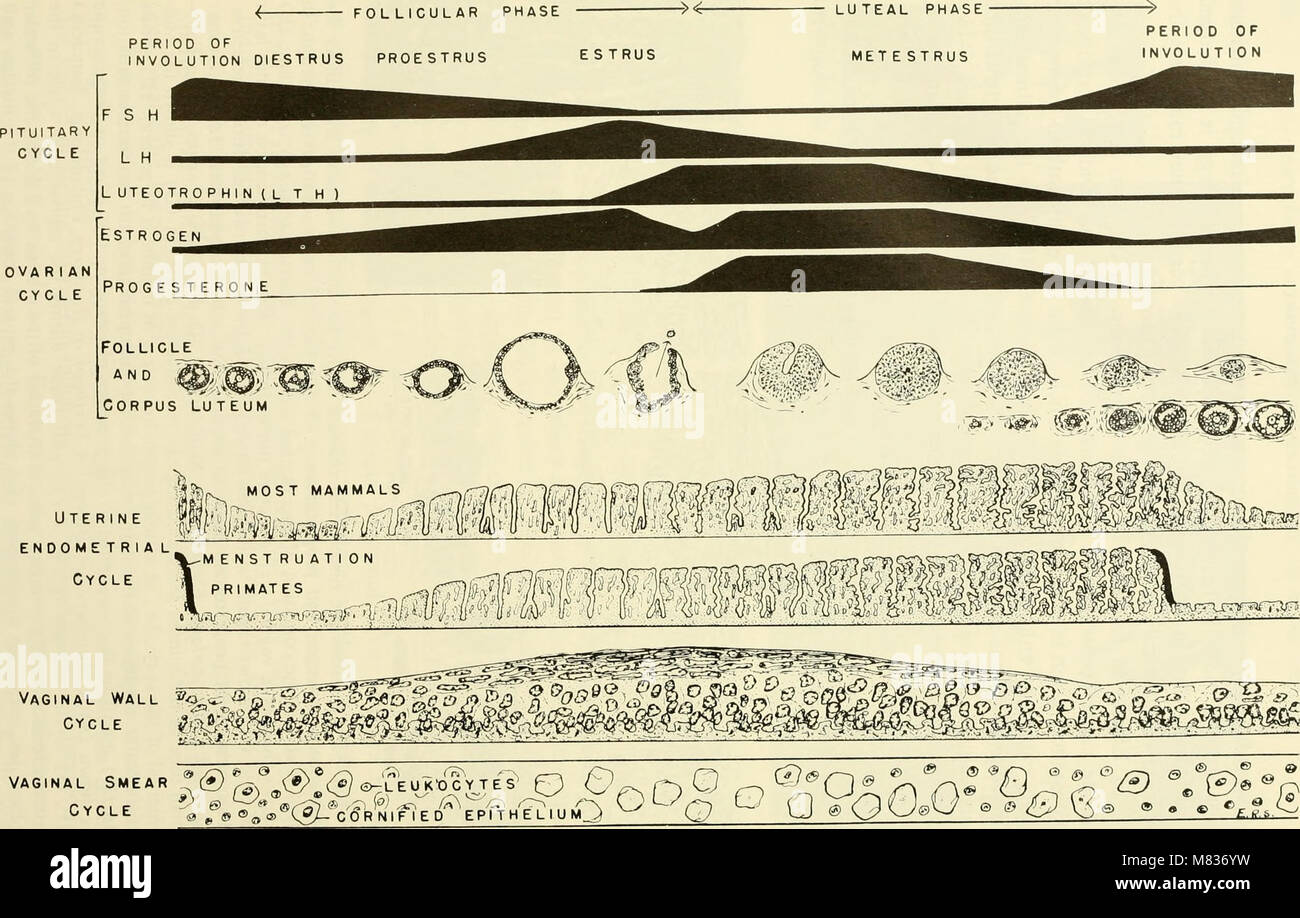 *Comparative Embryology of the Vertebrates* (1953) examines the ...