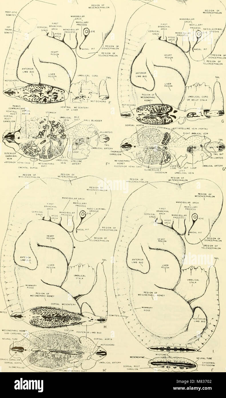 Comparative embryology of the vertebrates; with 2057 drawings and ...