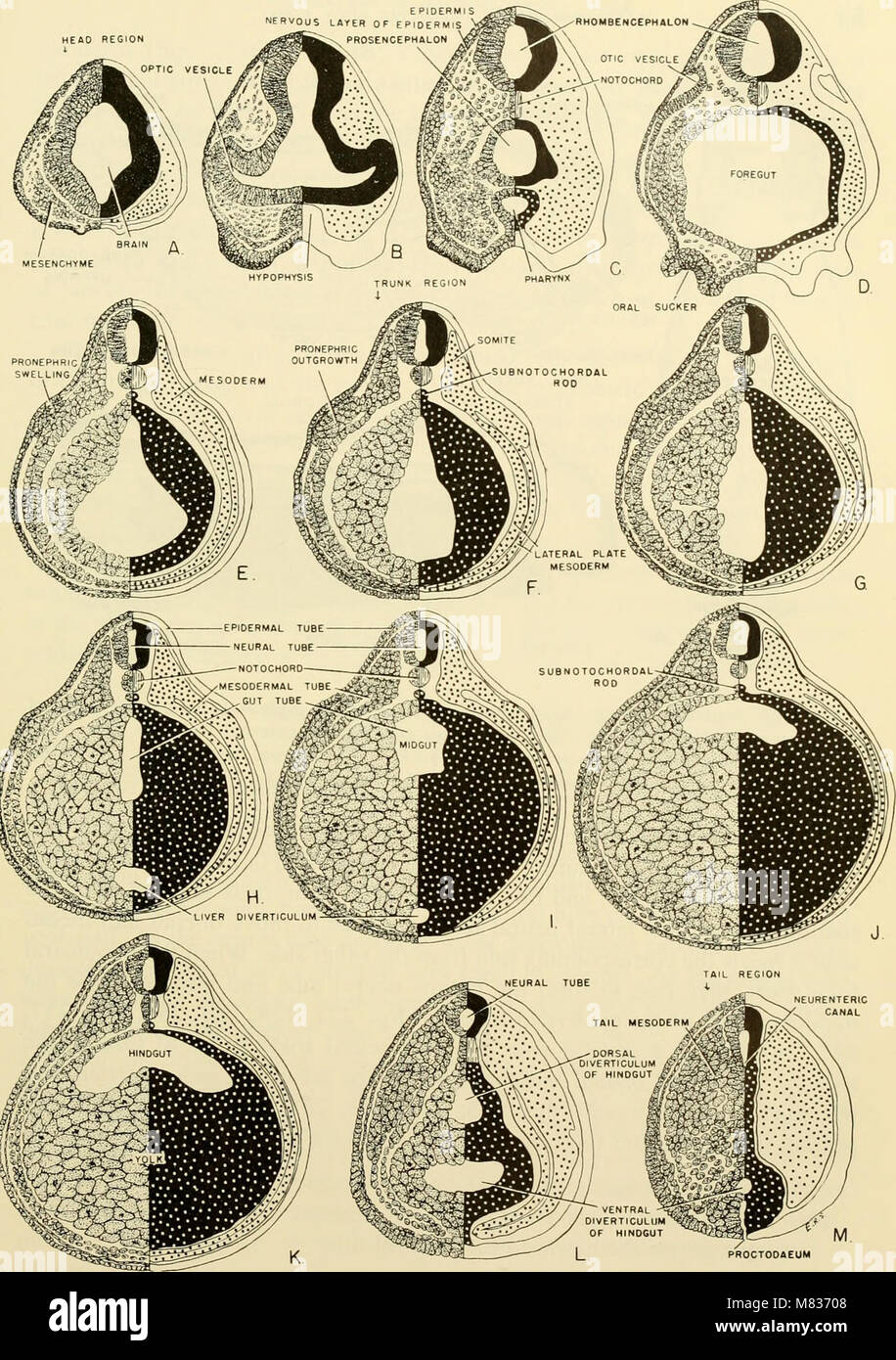 A 1953 work on the comparative embryology of vertebrates, presenting ...