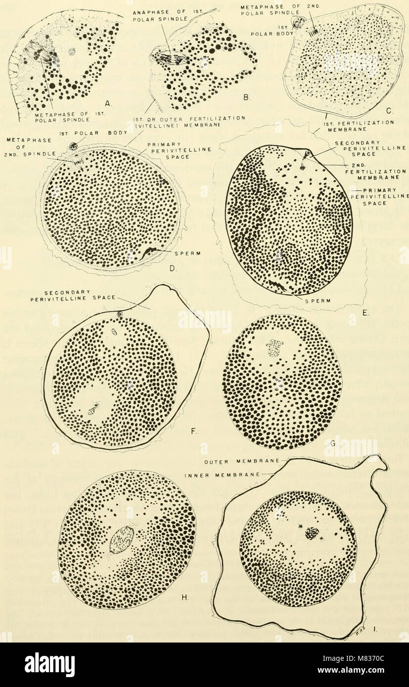 'Comparative Embryology of the Vertebrates' (1953) is a comprehensive ...