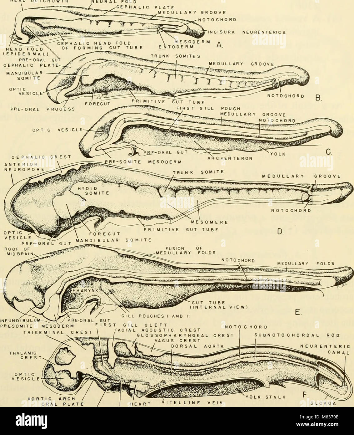 Comparative embryology of the vertebrates; with 2057 drawings and ...