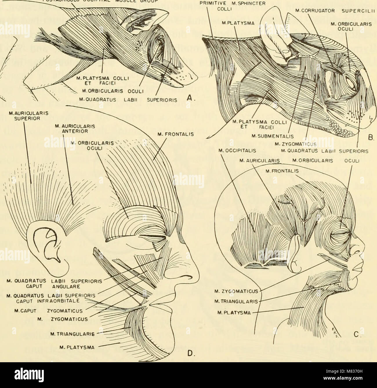 This 1953 work on comparative embryology of vertebrates includes over ...