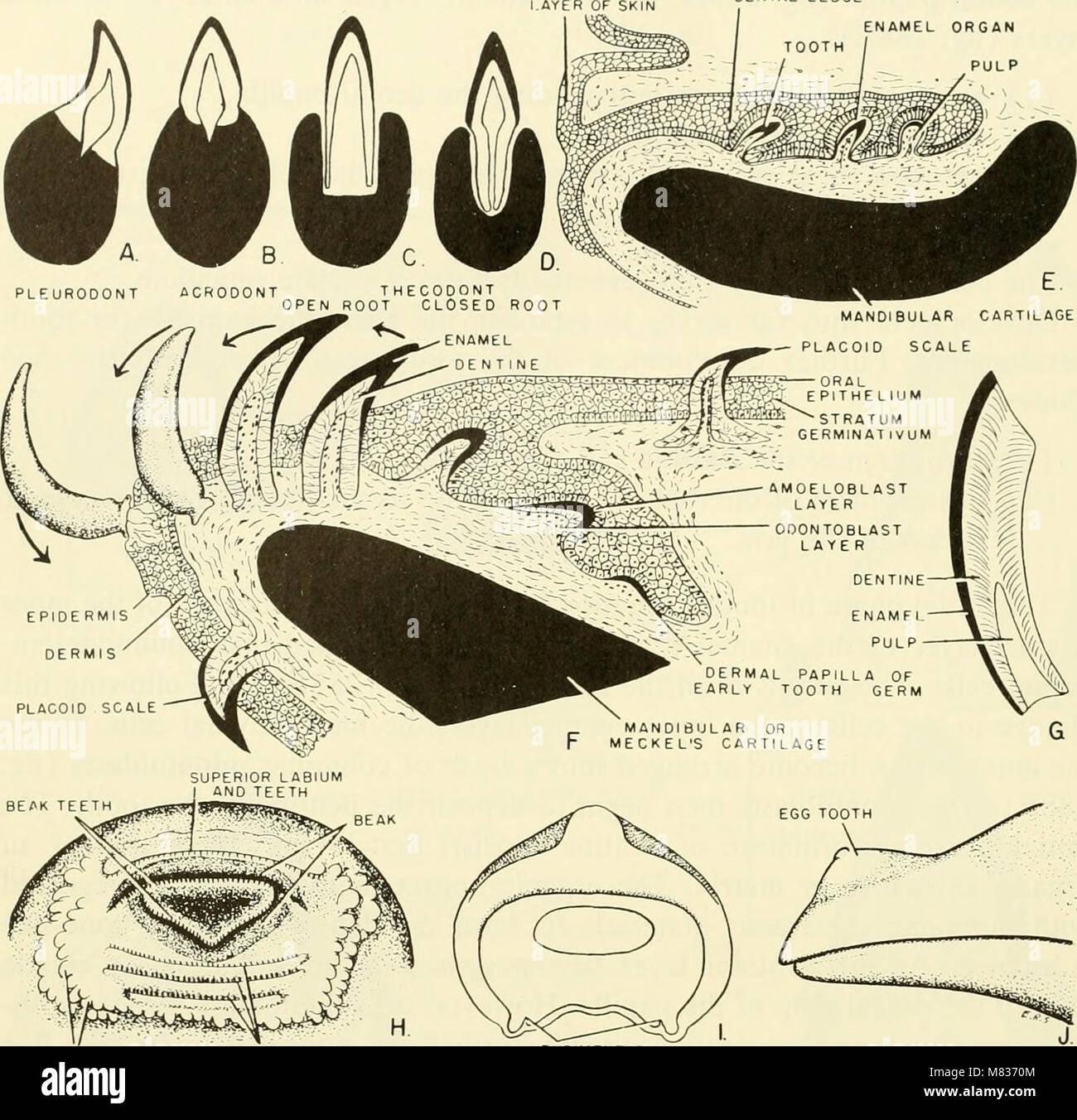 Comparative embryology of the vertebrates; with 2057 drawings and ...
