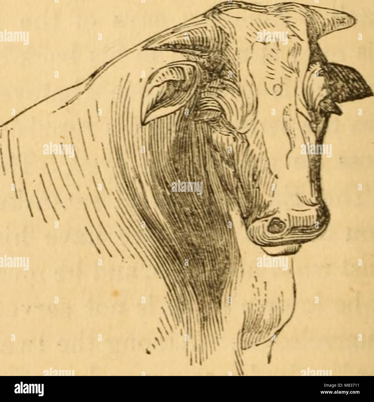 This 1852 work explores the similarities between human and animal faces ...