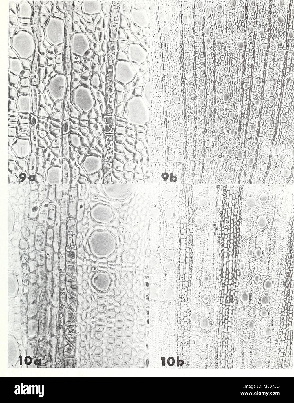 This 1968 study compares the wood anatomy of various shrubs native to ...