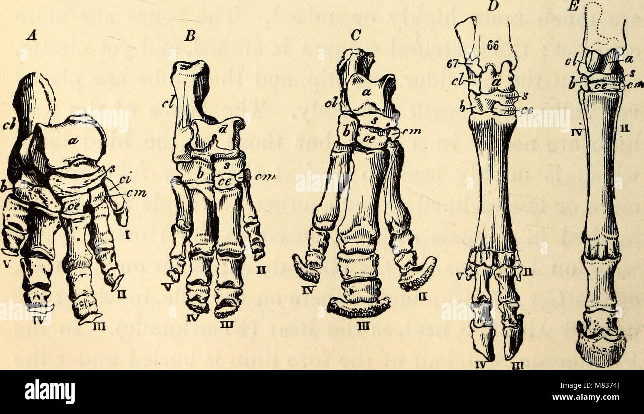 This 1883 textbook on comparative zoology focuses on the structural and ...