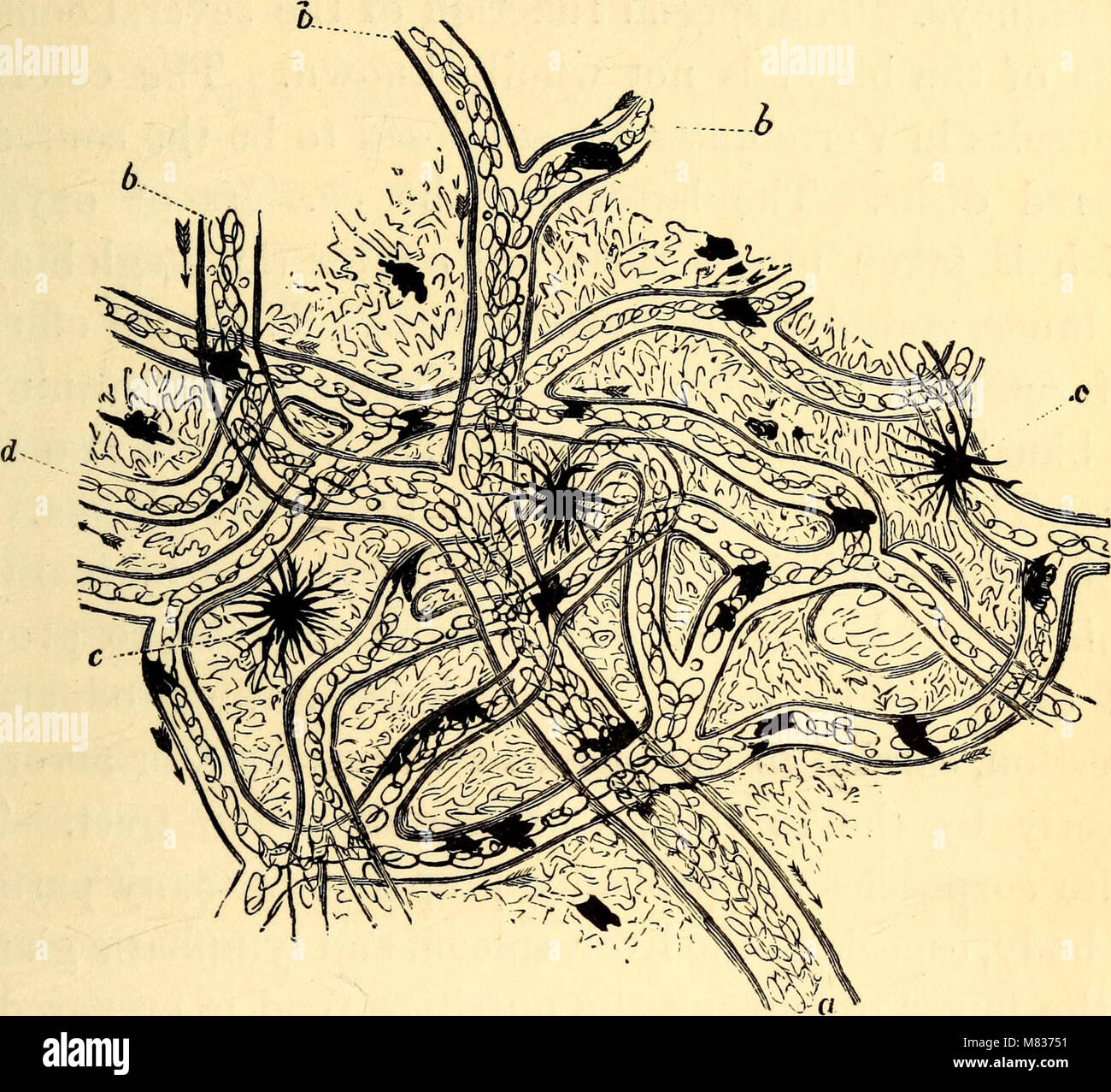 This 1883 textbook on comparative zoology offers a structured study of ...