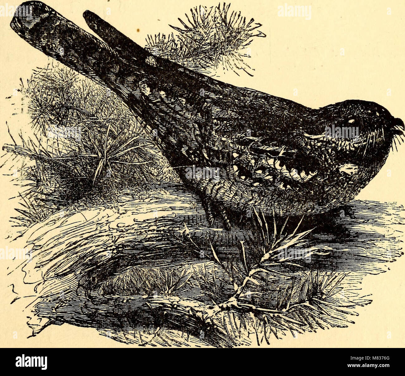 *Comparative Zoology: Structural and Systematic* (1883) is a textbook ...