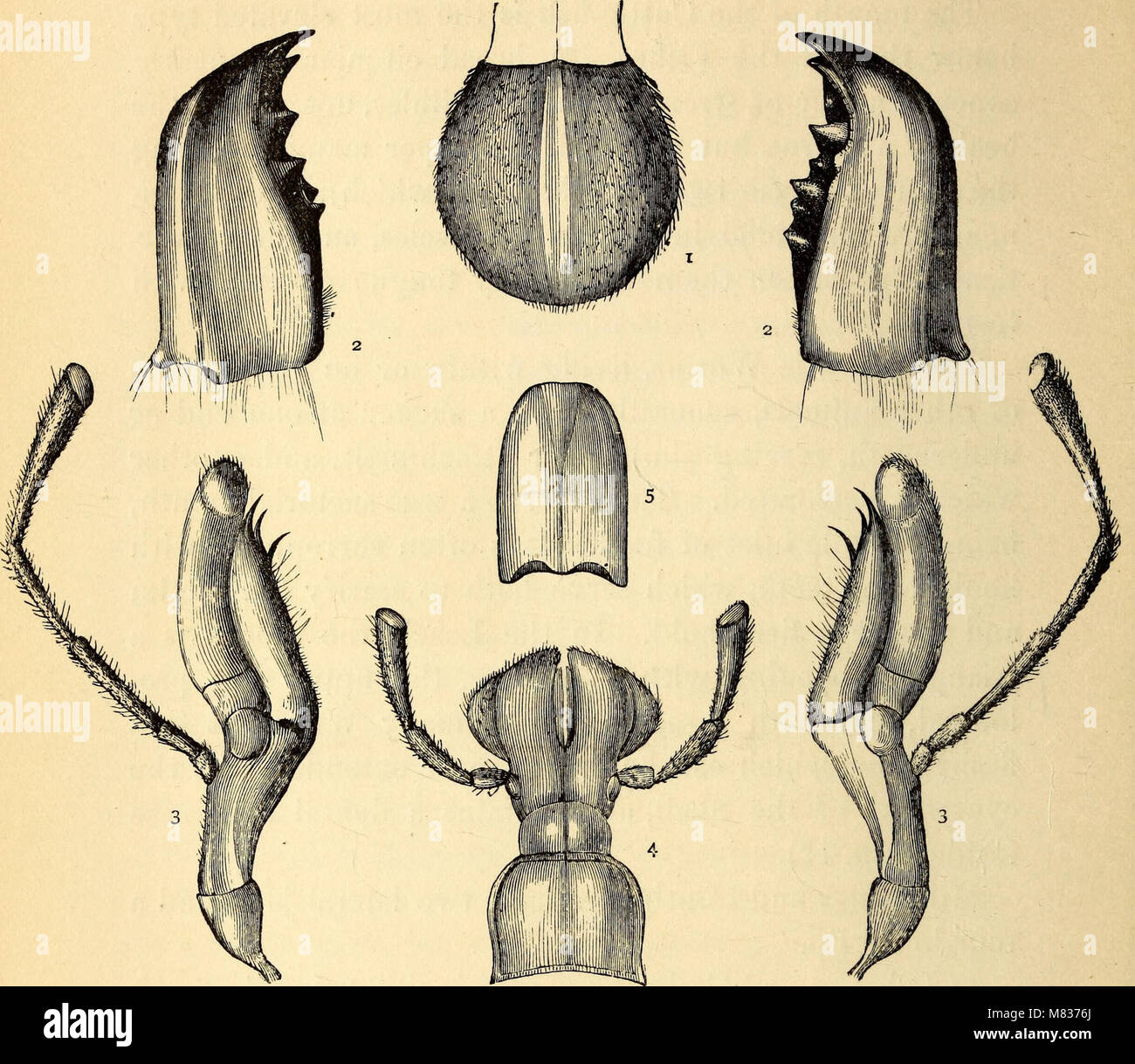 This 1883 work on comparative zoology provides an overview of the ...